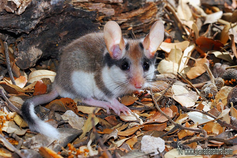 Info animales: LIRONES, ARDILLAS Y AFINES