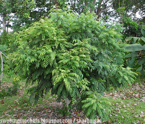 Sweet Home-Chefs: Curry Leaf