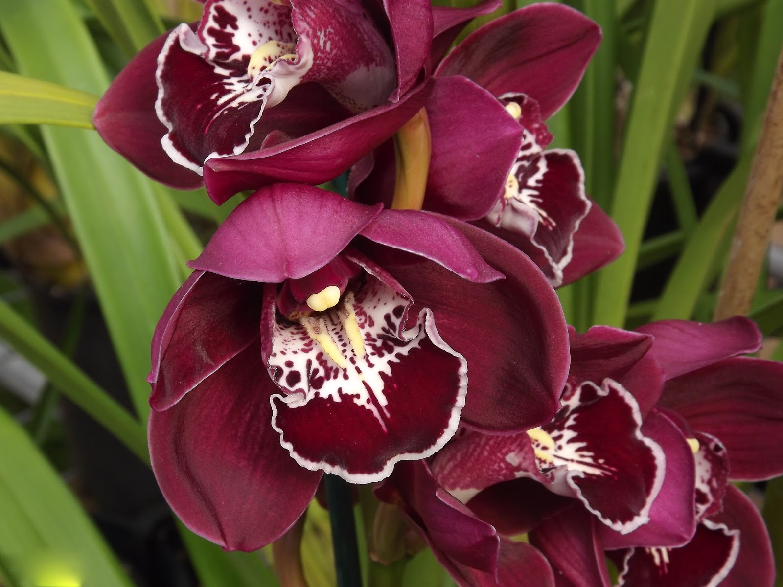 My Orchids Journal: Cymbidium Tathra Dark Beauty