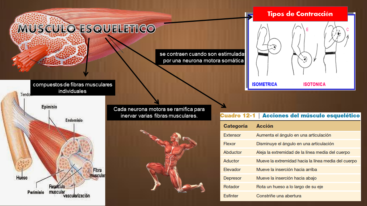 FISIOLOGÍA BÁSICA: Musculo Esqueletico