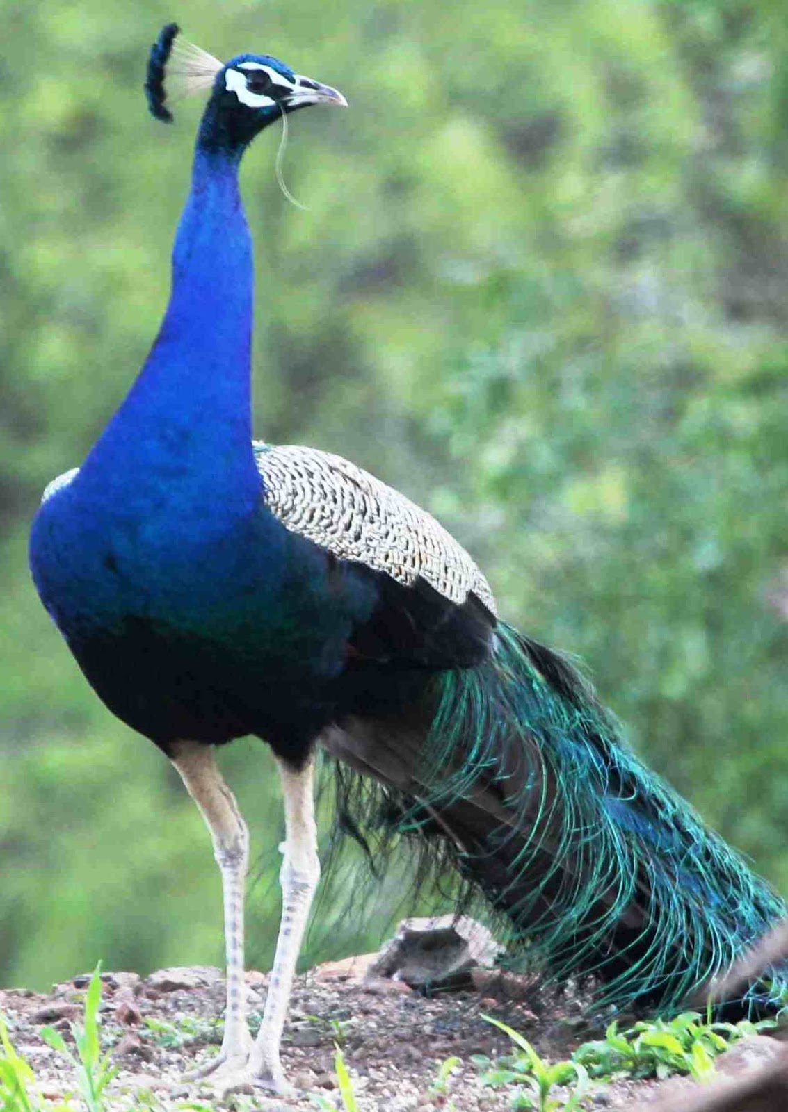 MORACHI CHINCHOLI - Amazing Maharashtra