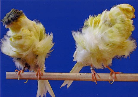 LOS CANARIOS DE POSTURA: Canarios Rizados (1)