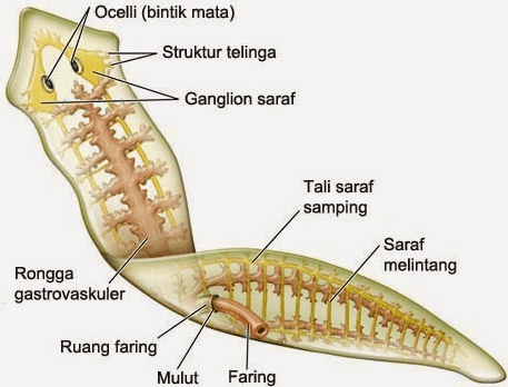 Saluran Pencernaan Planaria sp