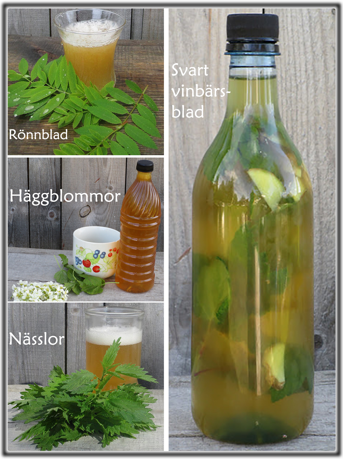 Gör egen kombucha! Scoby svamp till salu, skickas med vanlig post på 1 ...