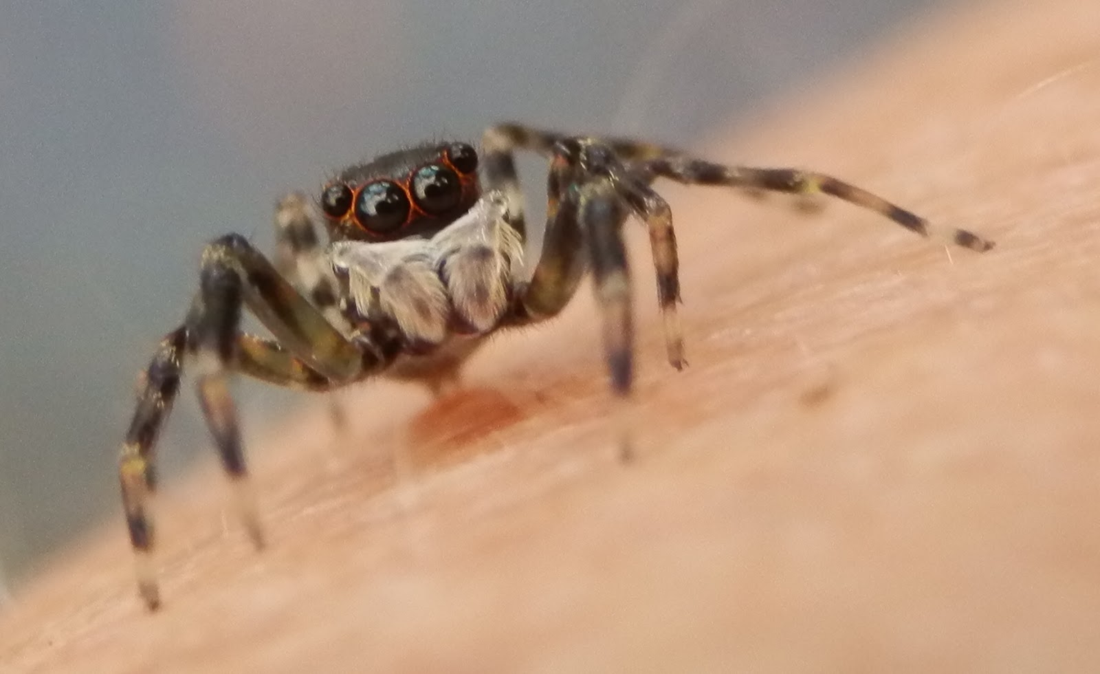 News from Coquette Point