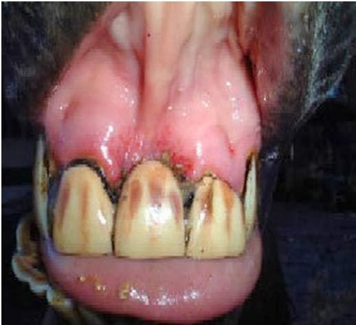 ODONTOLOGIA EQUINA: ENFERMEDAD PERIODONTAL