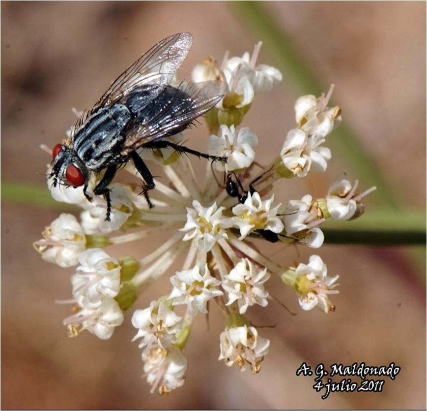 Biodiversidad Costa Granadina y ... (Fauna): Moscardas de la carne ...