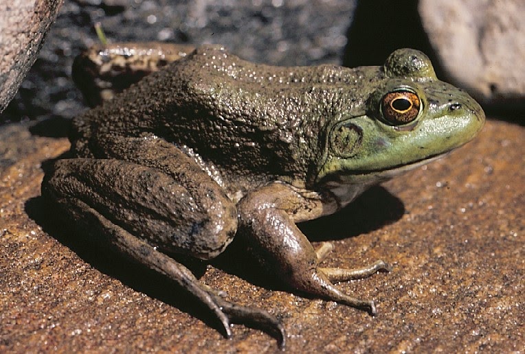 Reptiles and Amphibians: Rana toro americana (Lithobates catesbeianus)