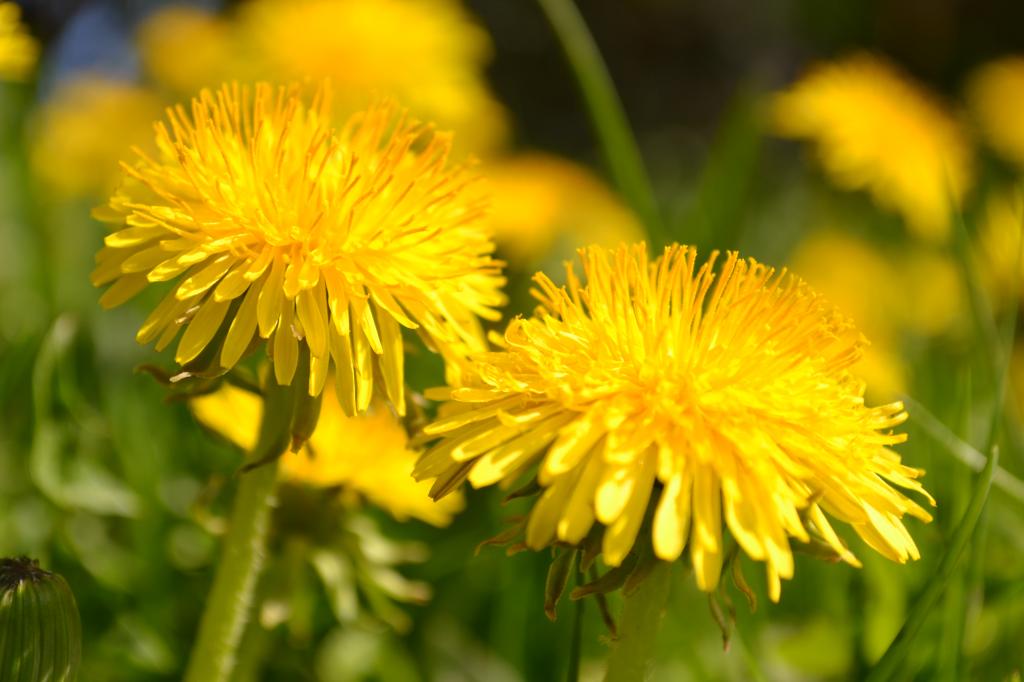 Vardagstankar: Maskrosor