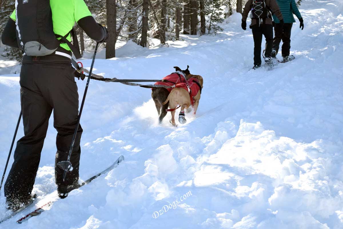 DZ's Adventures: Ultra Paws Boots & Skijor Review