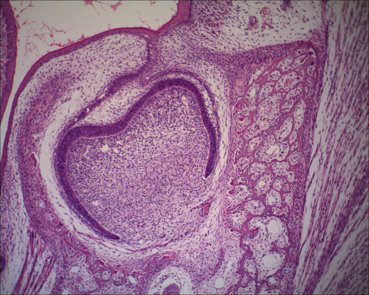 Histologia para Odontologia
