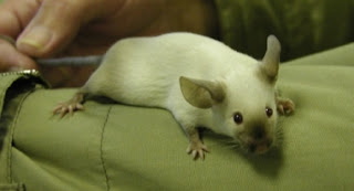 And I Think to Myself...What A Wonderful World.: Freak Week 3.5 ...