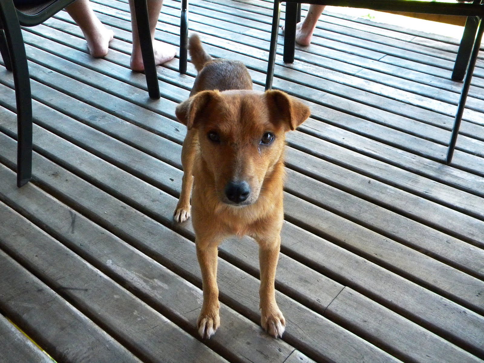 The Dog Lived (and so will I): The Happiest Animals