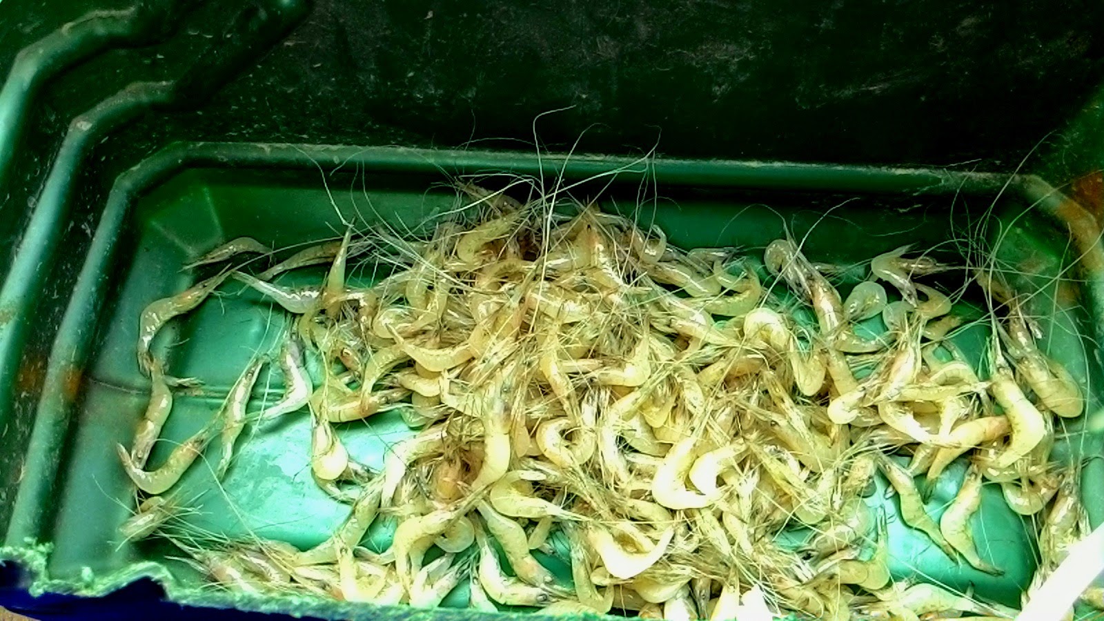 FAM Trip Memancing Udang Di Teluk Intan Perak - Khir Khalid