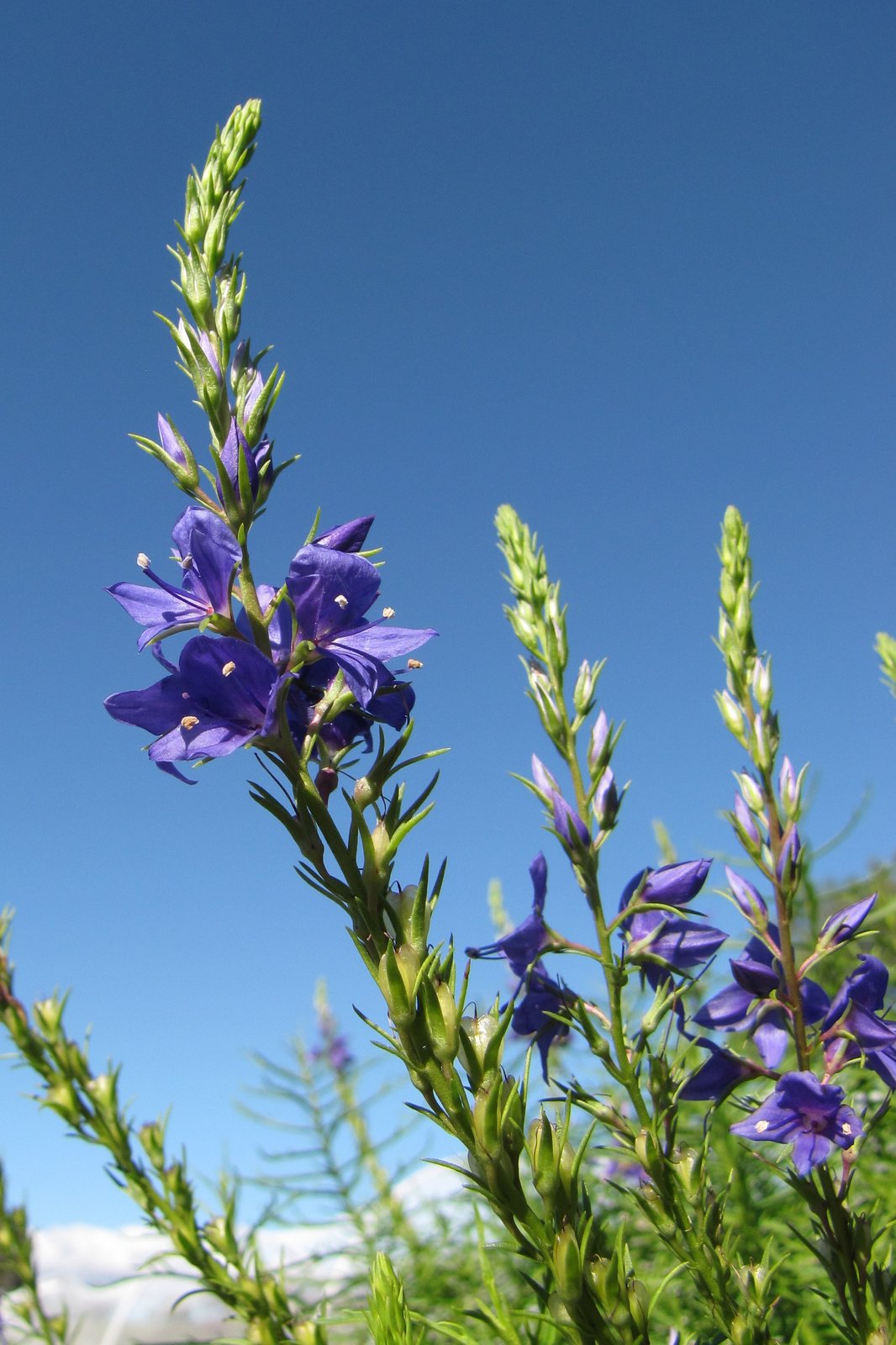 Flora Friday in Oz: The Australian Botanical Garden, Mt Annan NSW 8th ...