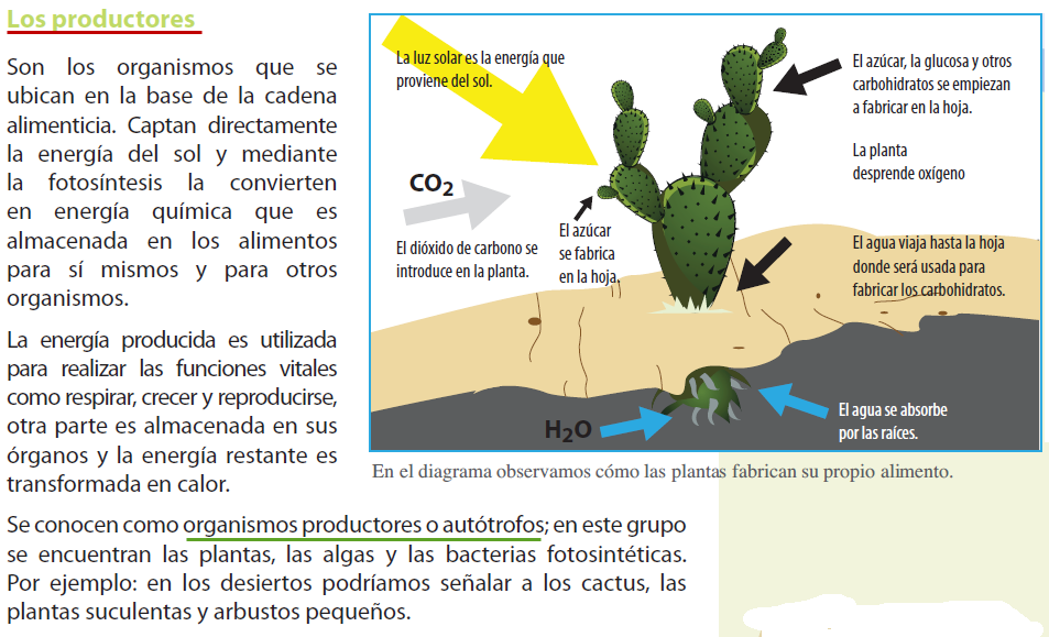 Ser Profesora Ciencias Naturales: Organismos Productores
