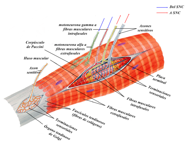 Physio-post-it.: mayo 2014
