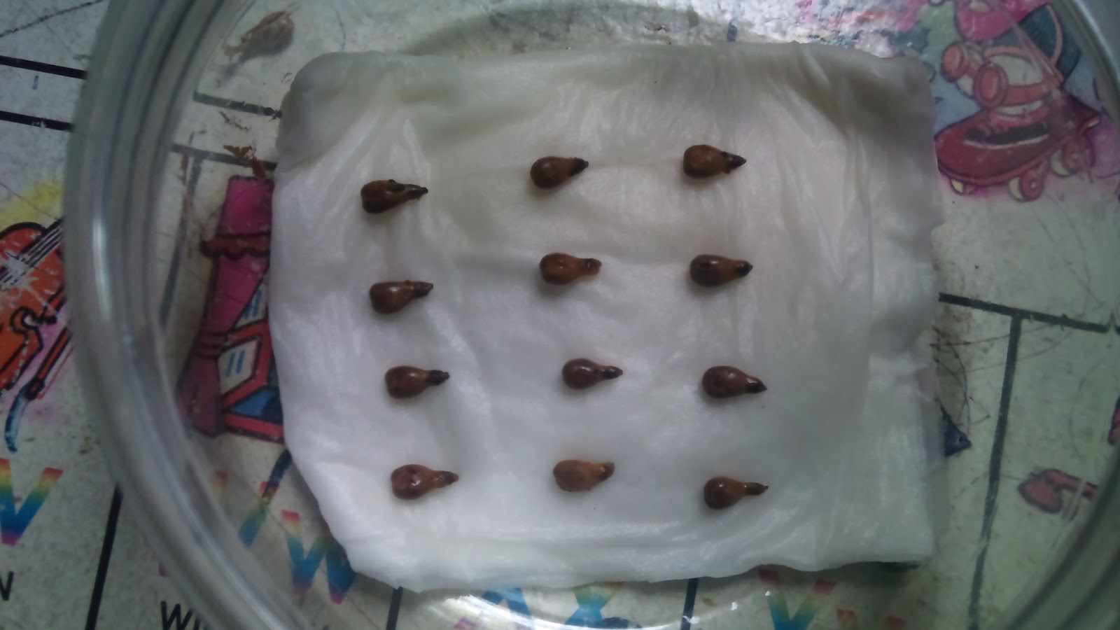 Kunak Mini Vineyard & Nursery: SEMAIAN BIJI BENIH ANGGUR CARDINAL