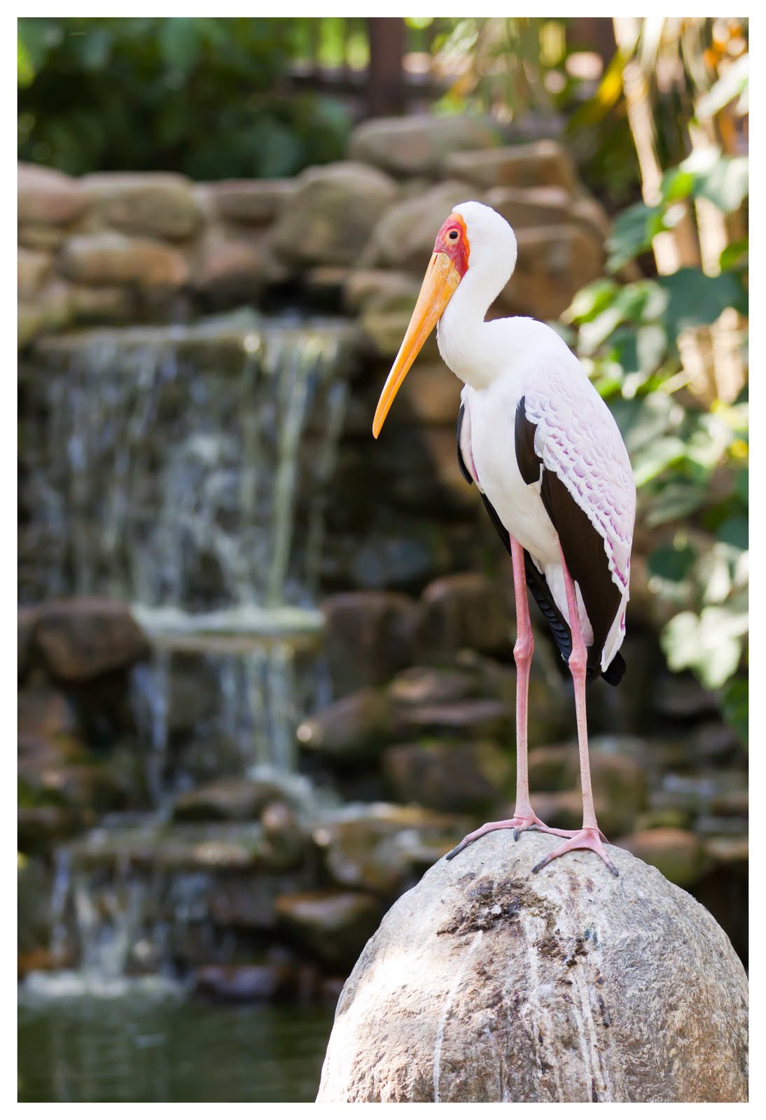 To Taiwan and Back Again...: The Shoushan Zoo (壽山動物園)