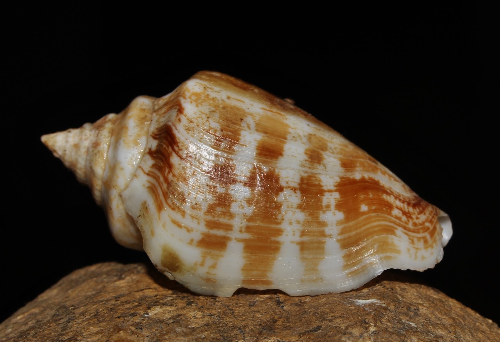 Biodiversity of Cyprus by NGO Protection of the Natural Heritage and ...