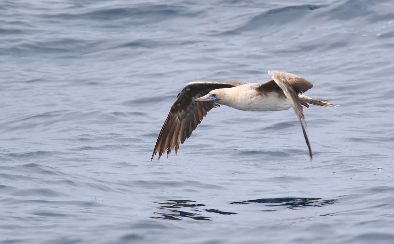 Red-footed Booby at sea - Greg in San Diego