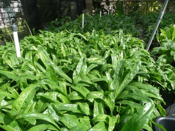 AgroNegocios: El Culantro Coyote,Cilantro Ancho (Eryngium Foetidum)