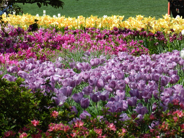 Prairie Rose's Garden: Tulipmania at the Dallas Arboretum