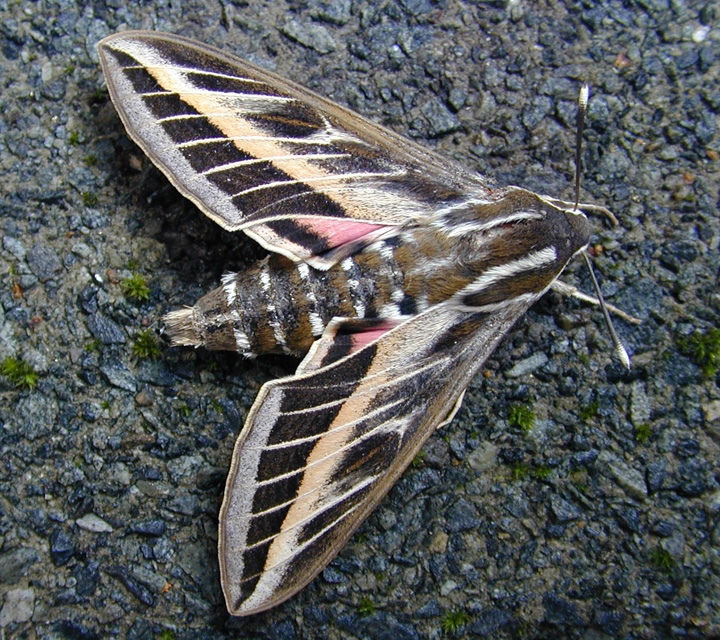 30 years: the pure migrants