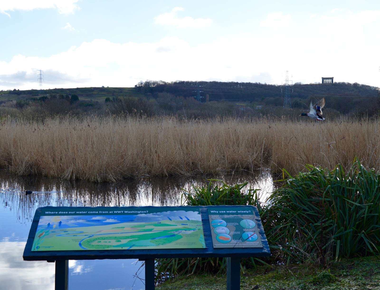 Puddle Jumping at WWT Washington Wetland Centre | A Review | North East ...