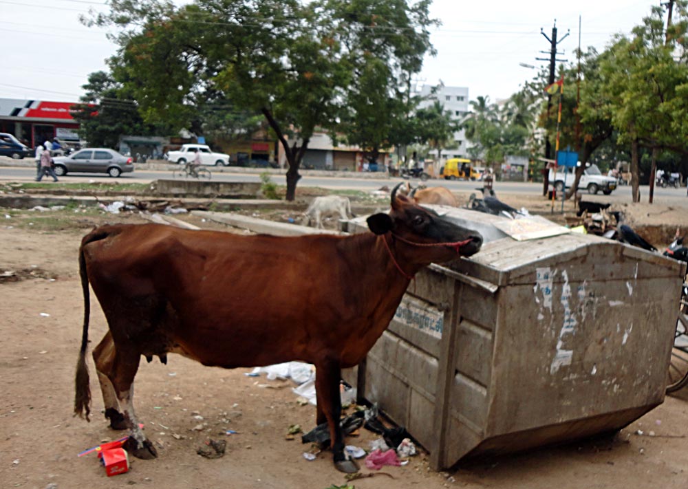 Stock Pictures: Stray Cattle in India
