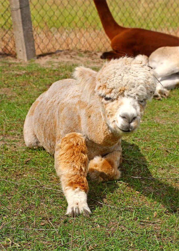 Alpaka Farm Nieplitzhof: Serengeti