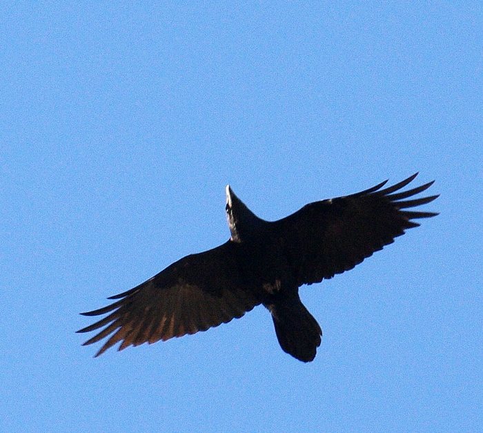 Kresten Hansen: Ravn