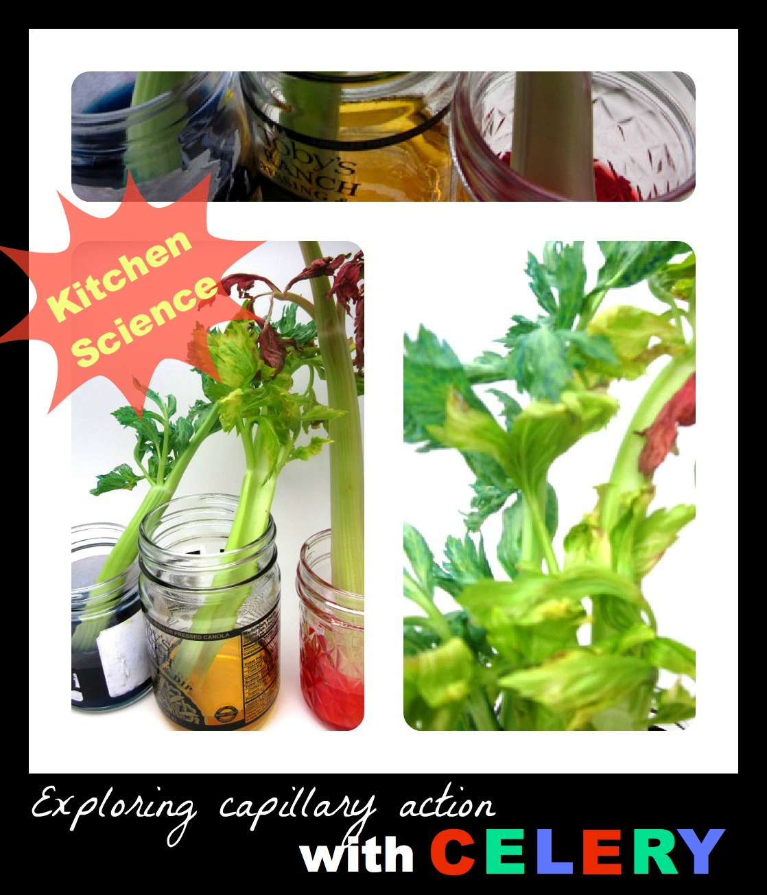 Mama's Little Muse: Colorful Celery: Kitchen science; AND Weekly Kid's ...