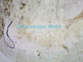 Microscope World Blog: Fish Scales Under the Microscope