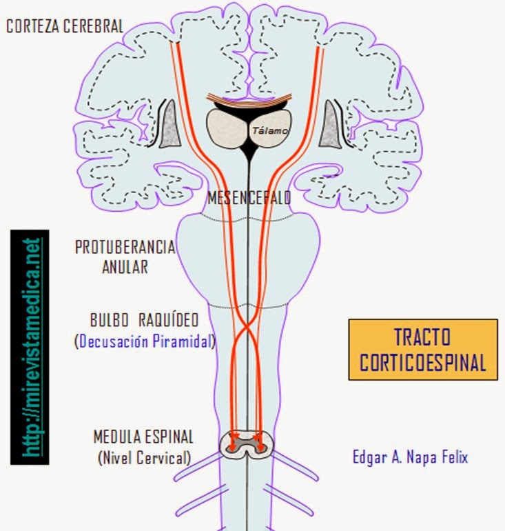 Blog de fisiologia UAS de Luis Angel Garate Martinez: MÉDULA ESPINAL ...
