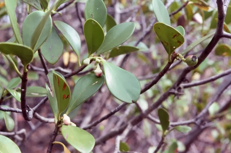 Flora de Puerto Rico Ilustrada Papo Vives: CLUSIACEAE CLUSIA MINOR ...