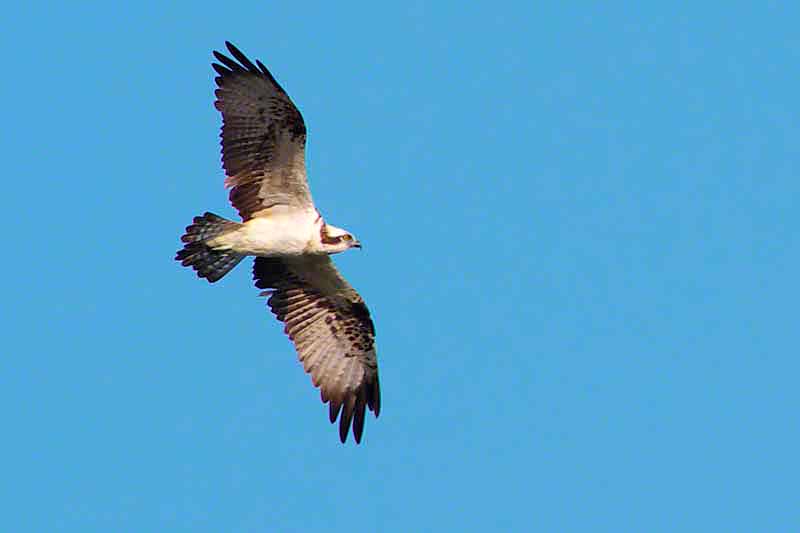 Ryukyu Life: Wildlife Image -- The Bird Known as an Osprey in Flight