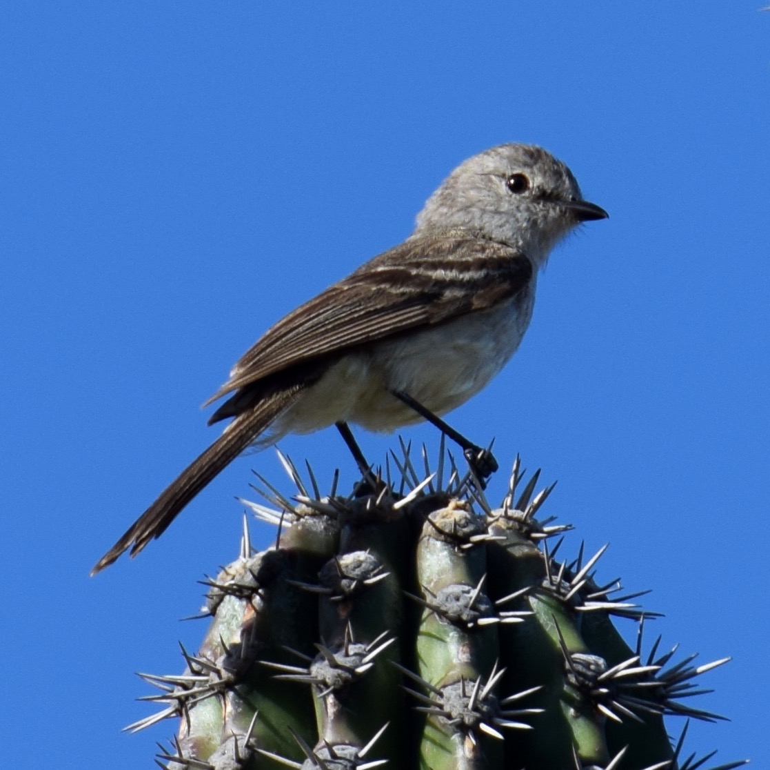 Hiking Curaçao - Flora and Fauna: 15 Minutes outside