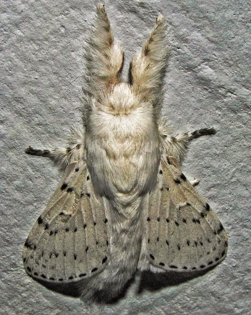 VENEZUELAN POODLE MOTH photos - wallpapers (ανανεωμένο) | the fun bank