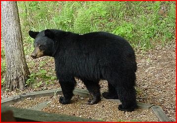 Alabama State News: Black Bears Are a Protected Species in Alabama