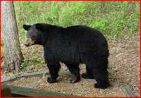 Alabama State News: Black Bears Are a Protected Species in Alabama