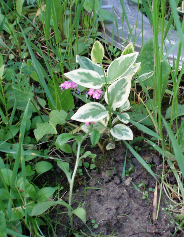 Blogul Simonei: Miozot