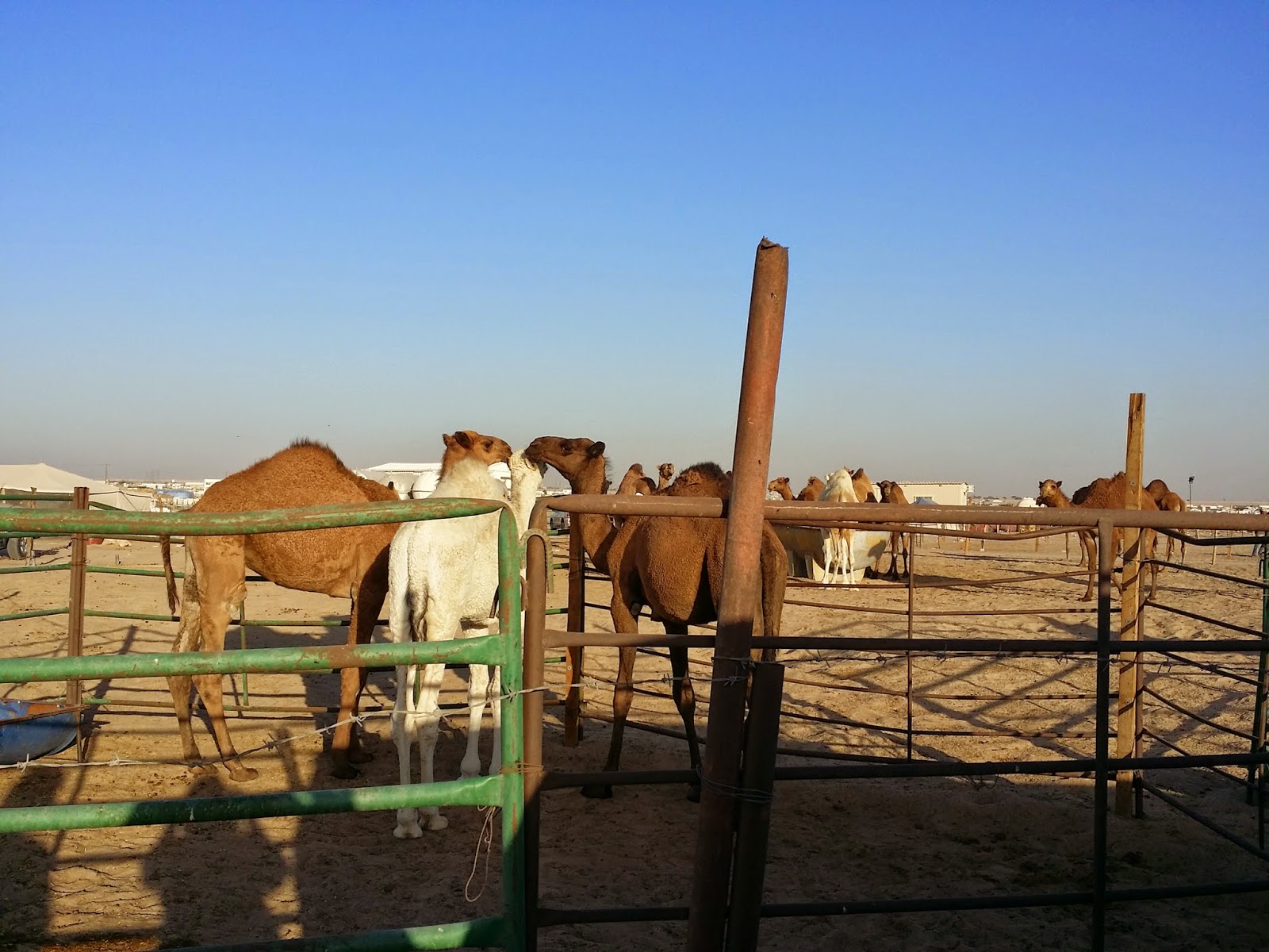 Life in Kuwait Blog: Camel farms and buggie riding trip in the Desert