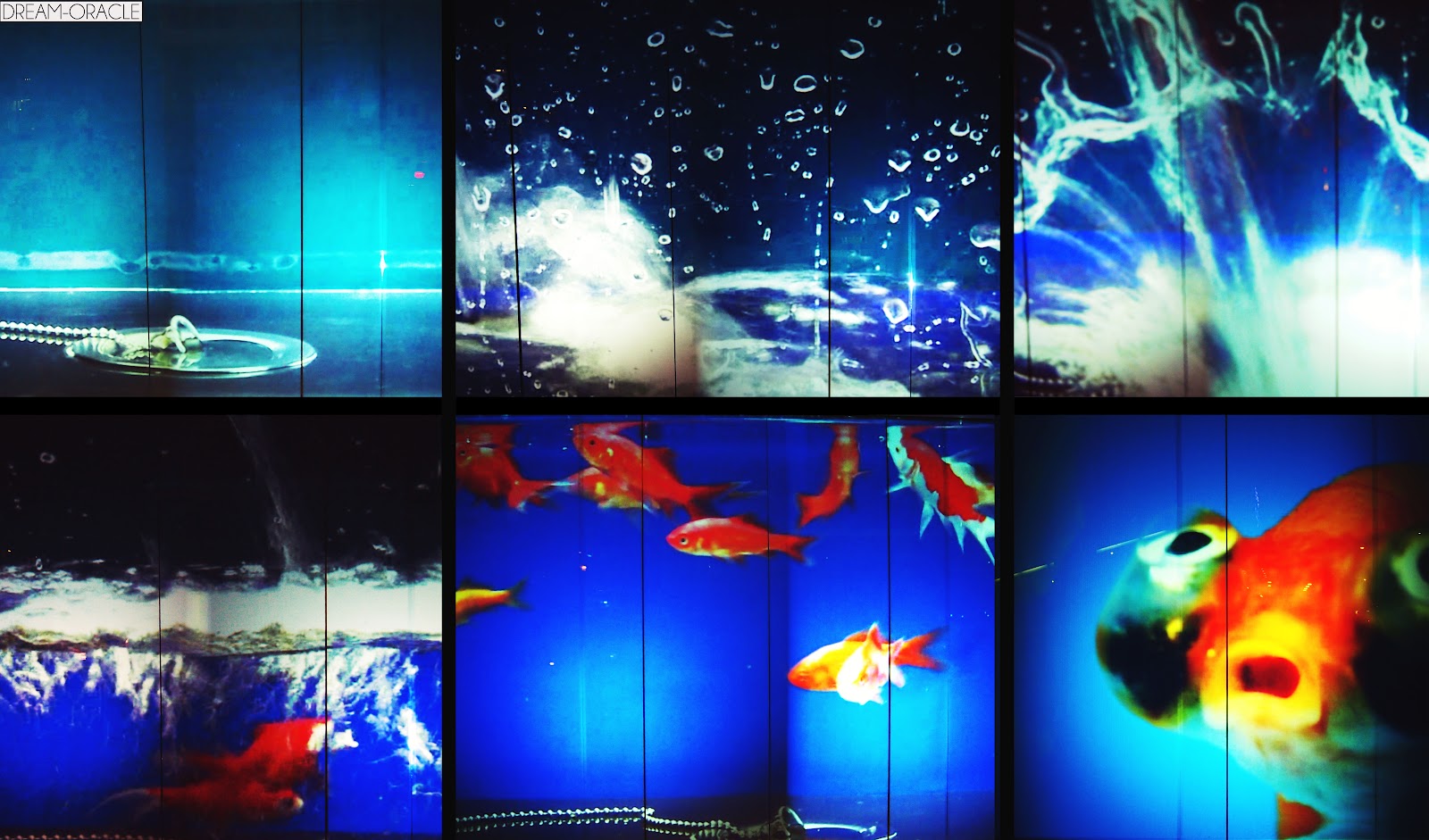 Dare to dream,Live the dream