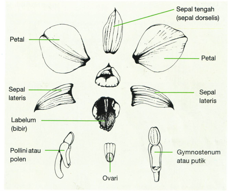 TISSUE CULTURE AND ORCHIDOLOGI: Mengenal Anggrek Dendrobium