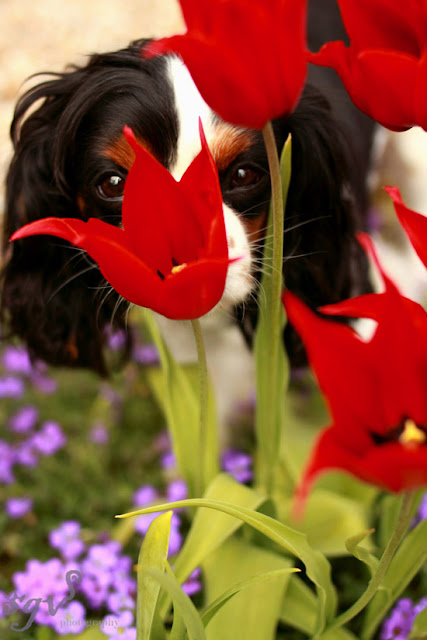 Pawsh Pictures 02: Dogs in France - PAWSH MAGAZINE | A New Breed of Dog ...