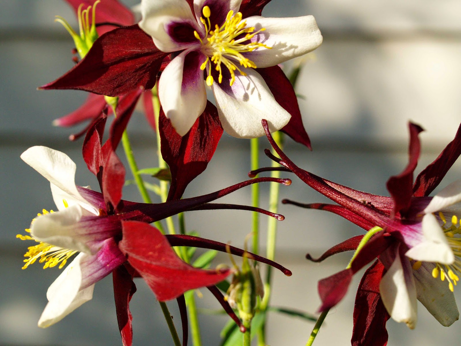 Flower Homes: Aquilegia Flowers