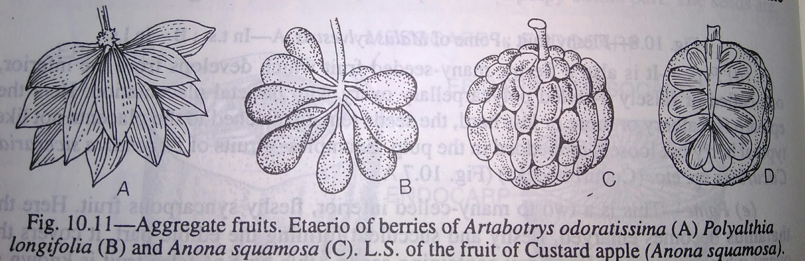 Aggregate fruits-digieduco