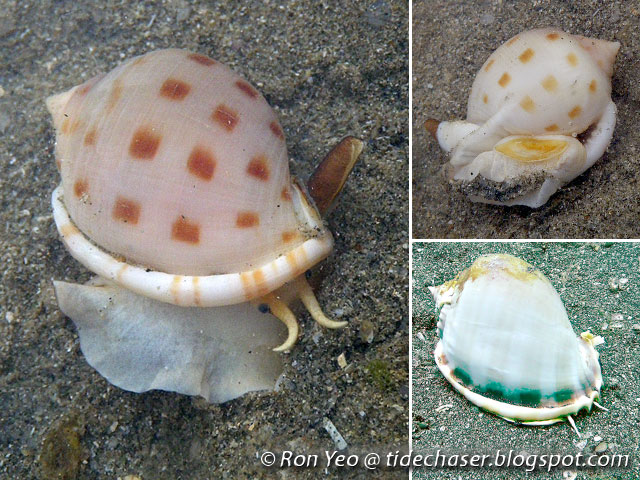 tHE tiDE cHAsER: Marine Snails of Singapore