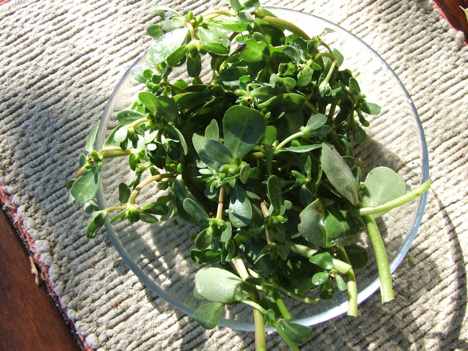 Midori Mariposa: Verdolagas